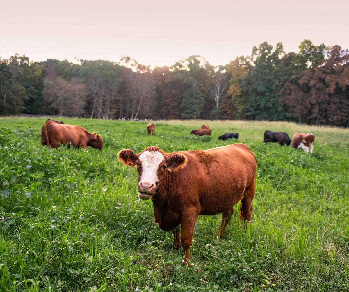 Pasture-Raised Chicken – Pat's Pastured